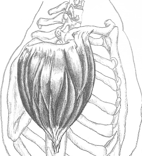 Deltoid | castlebodywork