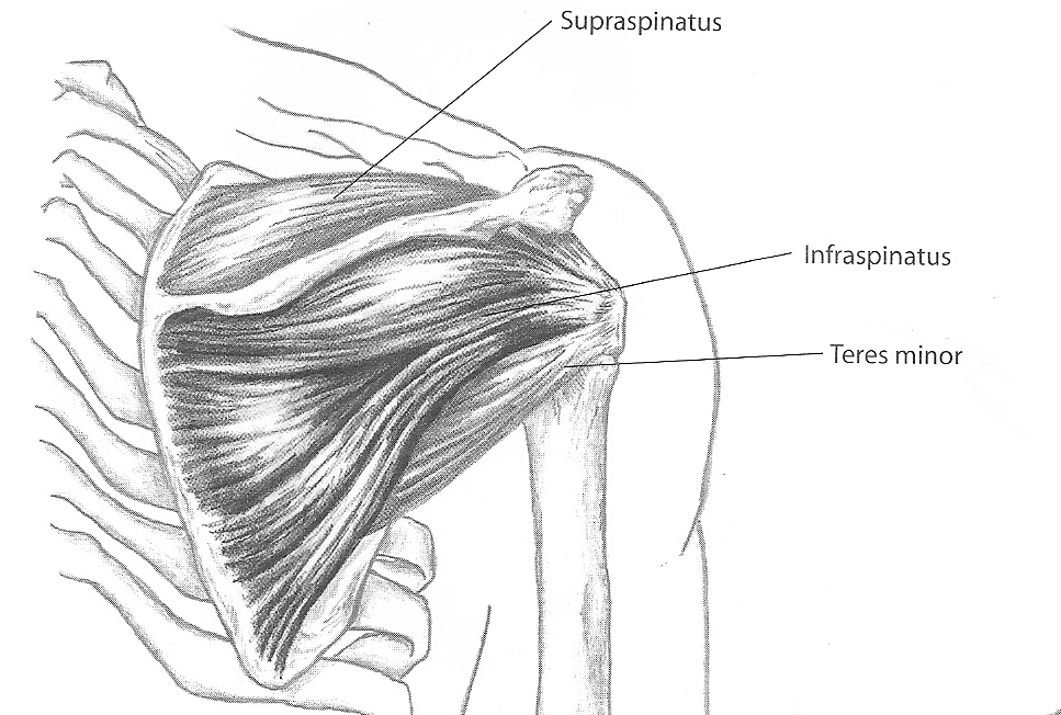 Supraspinatus | castlebodywork