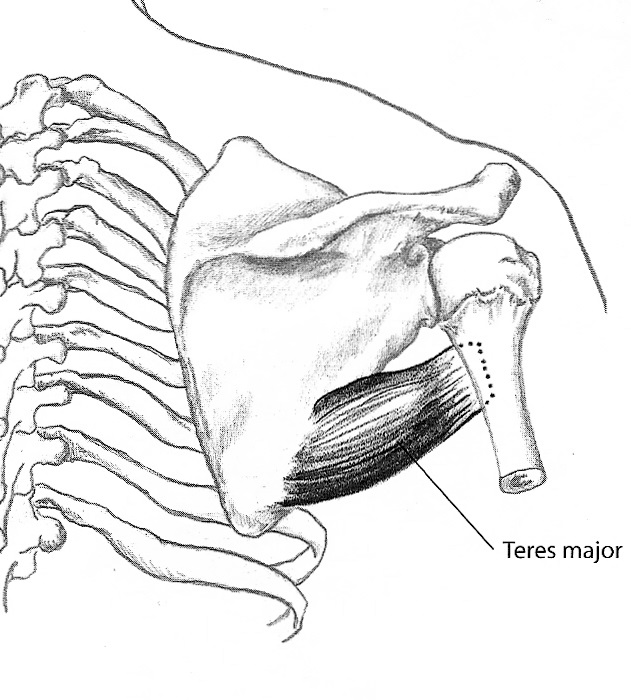 Teres Major | castlebodywork