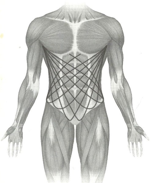 Muscular Chains | castlebodywork