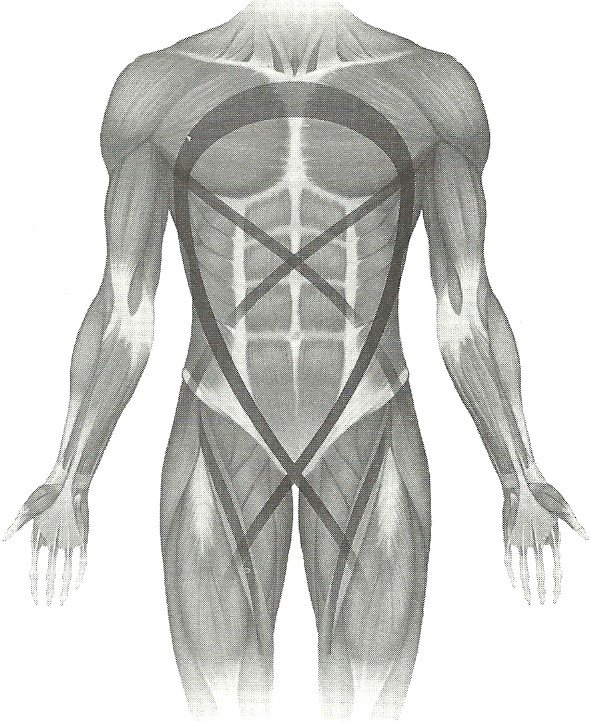 Muscular Chains | castlebodywork