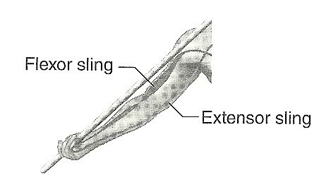 Muscular Chains | castlebodywork