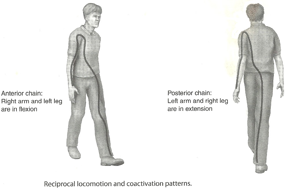 Neurological Chains | castlebodywork