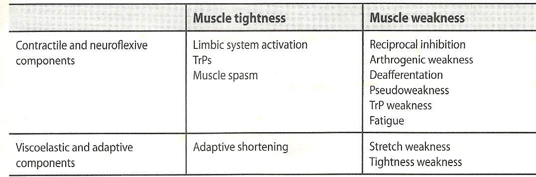 Causes of Muscle Tightness and Weakness | castlebodywork