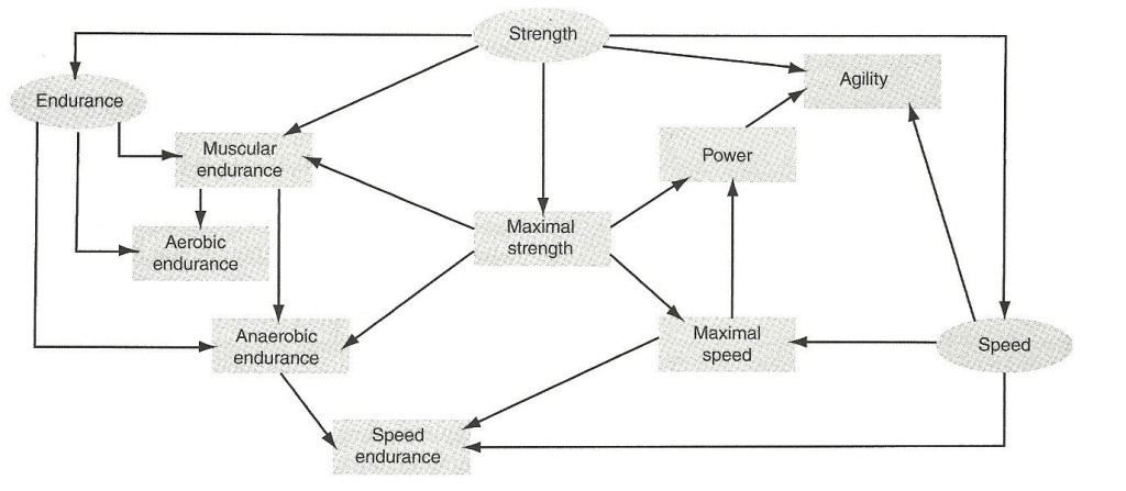 The Biomotor Abilities | castlebodywork