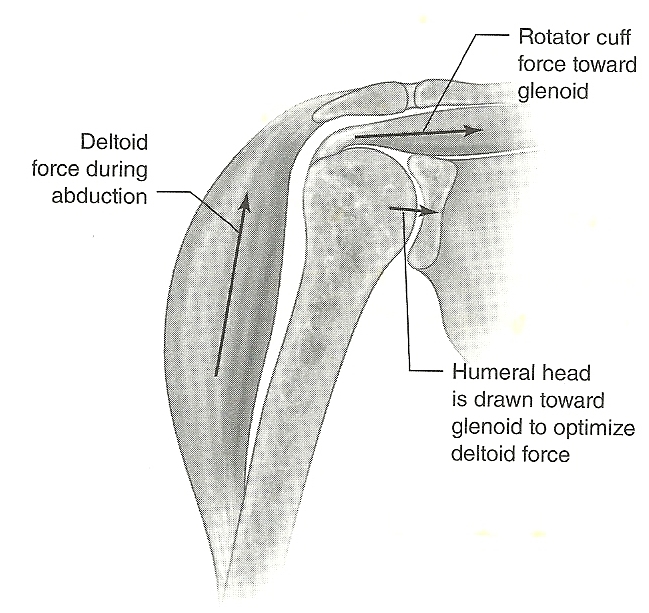 Functional Anatomy of the Shoulder Complex | castlebodywork