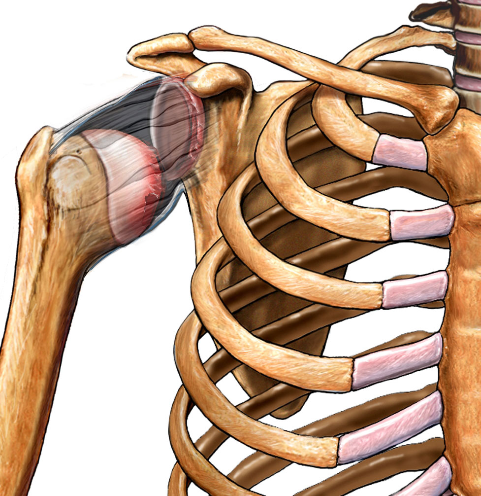 Shoulder Instability | castlebodywork