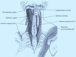 Muscle Actions of the Cervical Spine | castlebodywork