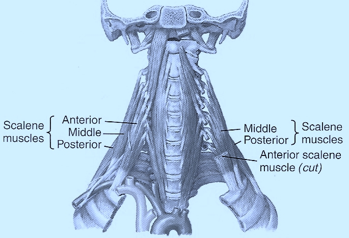Muscle Actions of the Cervical Spine | castlebodywork