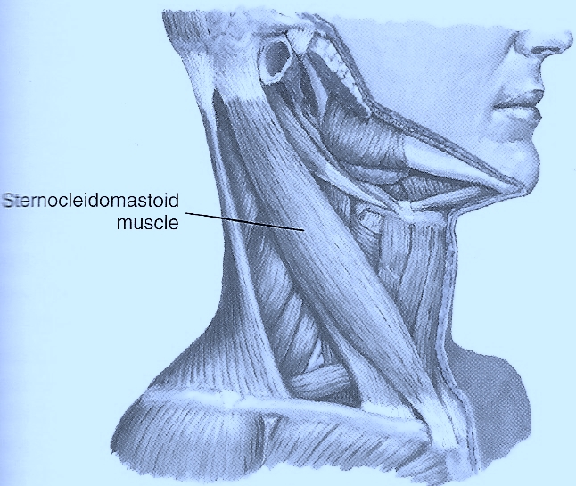 Muscle Actions of the Cervical Spine | castlebodywork