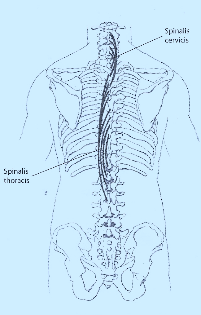 Muscle Actions of the Cervical Spine | castlebodywork
